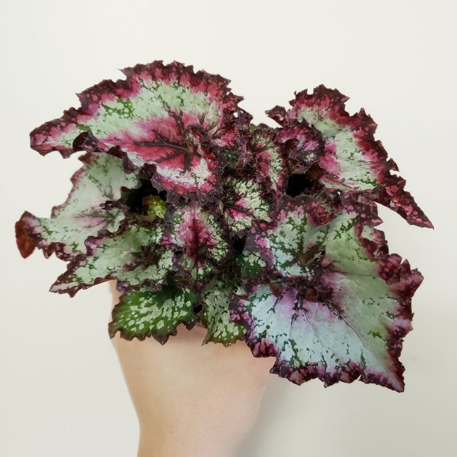 Rex Begonia Plant