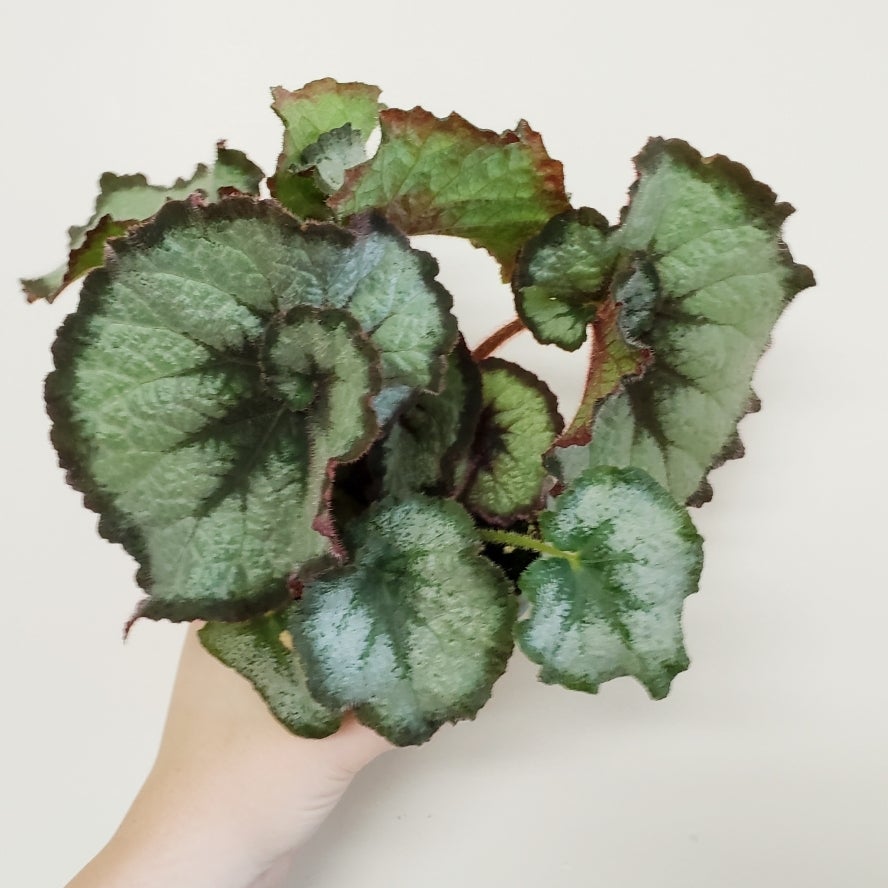 Snail Begonia